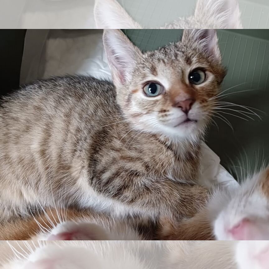 Красивый котёнок в добрые руки в дар