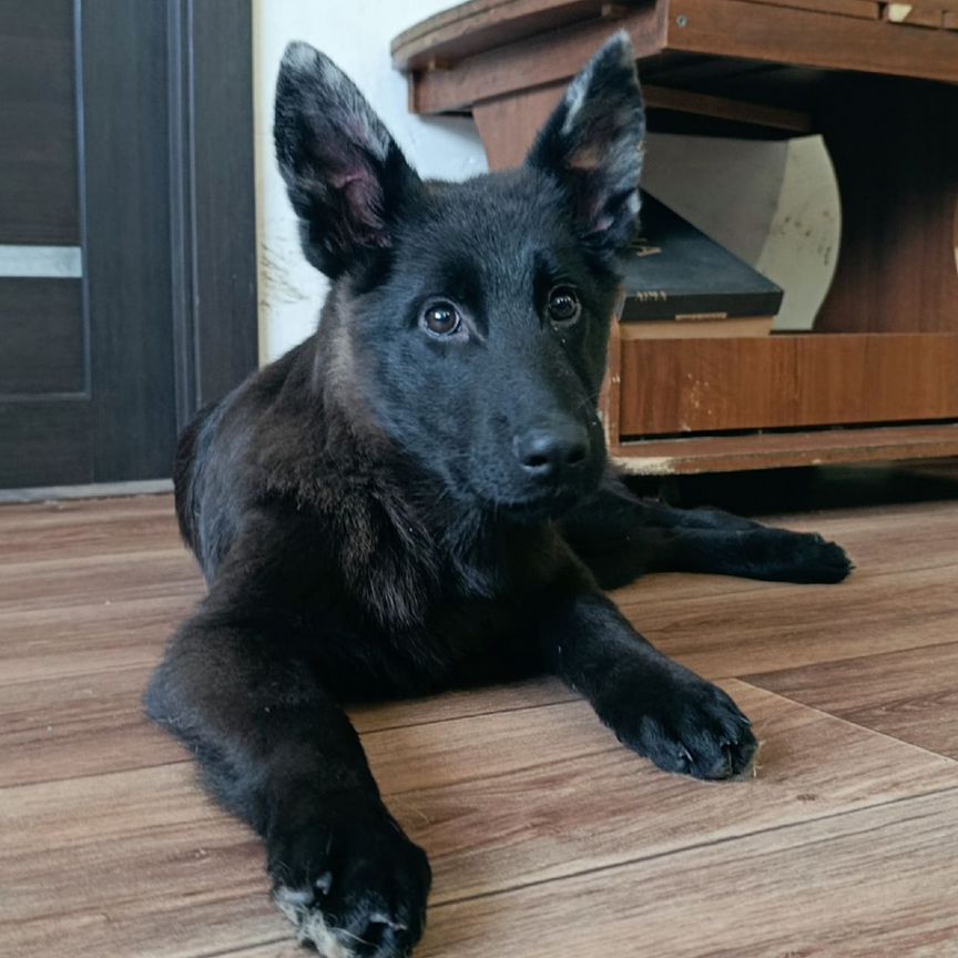 Немецкая овчарка, щенок