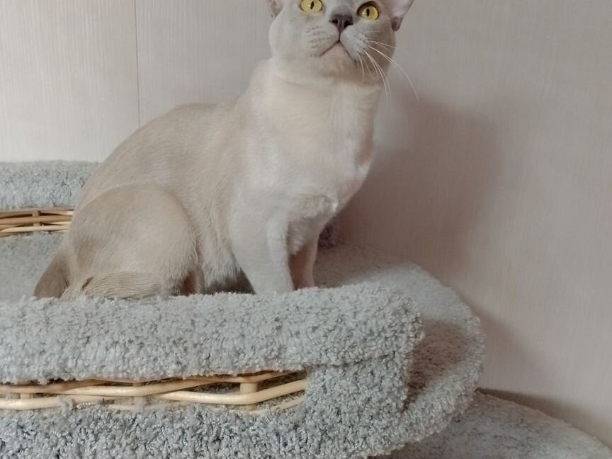 Бурманский котик