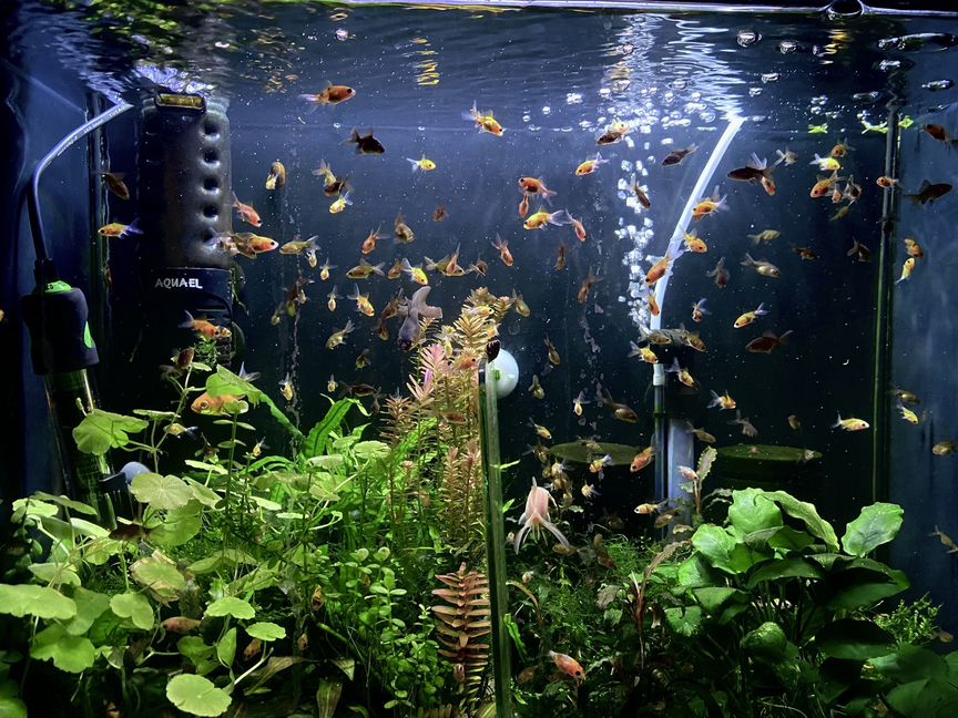 Золотые рыбки. Риукин. Продажа