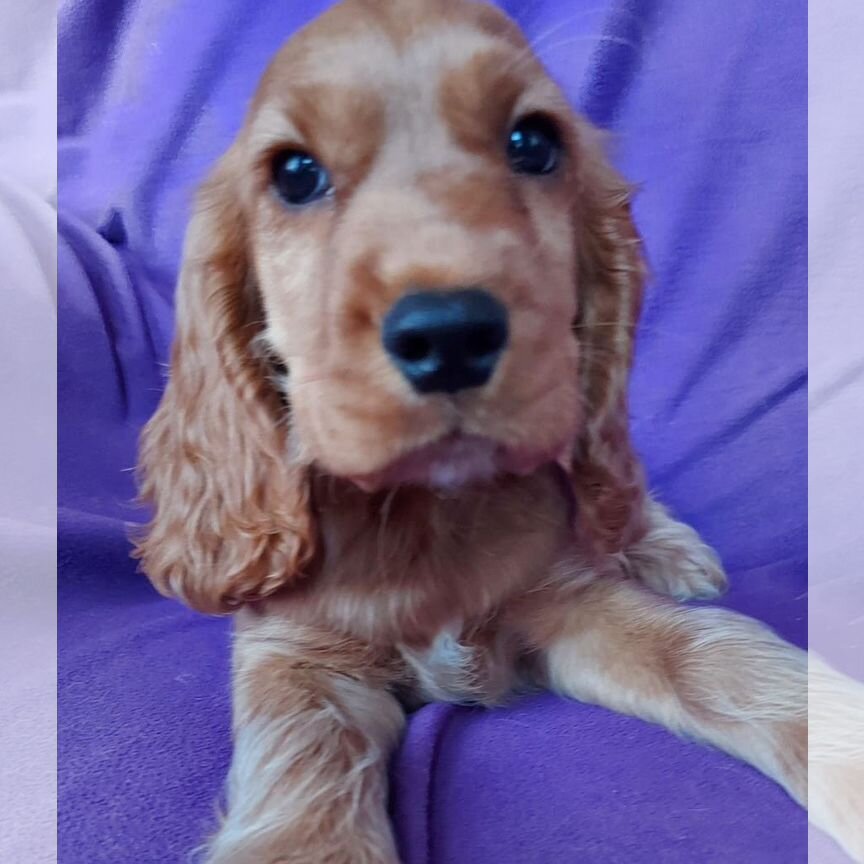 Английский кокер-спаниель, щенок