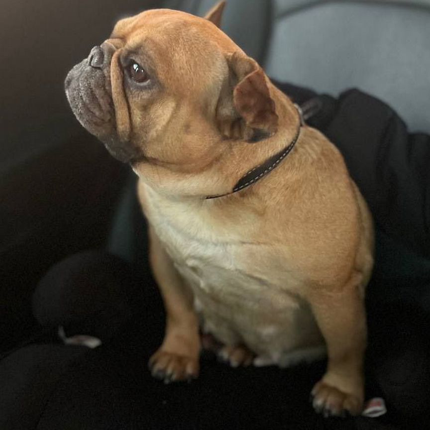 Французский бульдог, взрослая собака