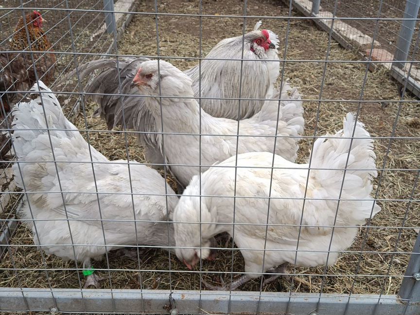 Семья породных кур