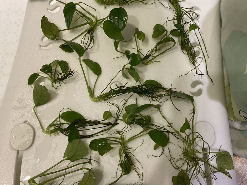 Анубиас бартера бесплатно