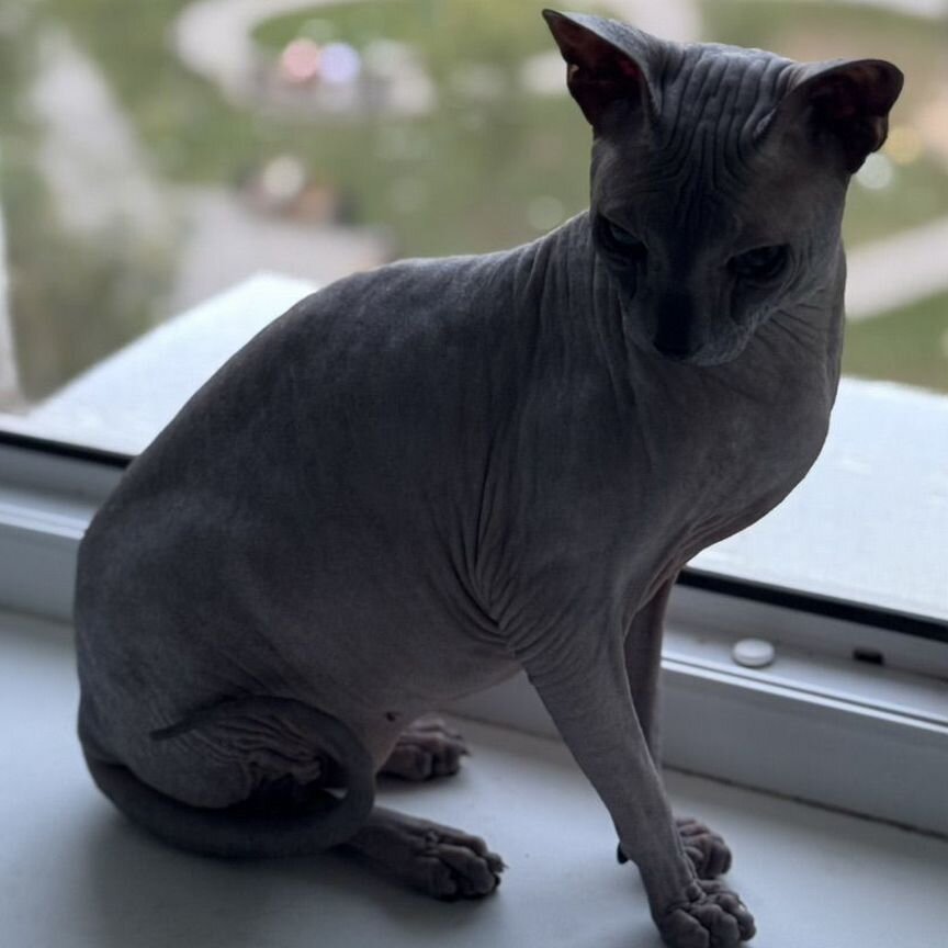 Канадский сфинкс, взрослый кот