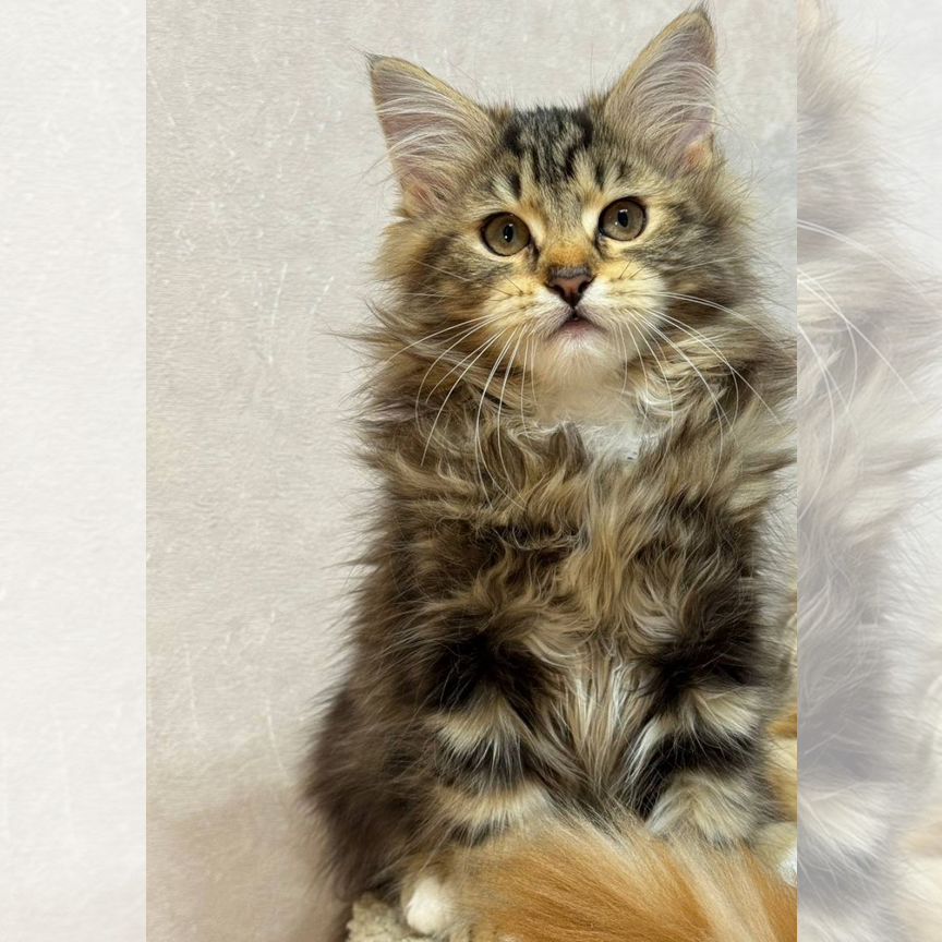 Сибирский котёнок