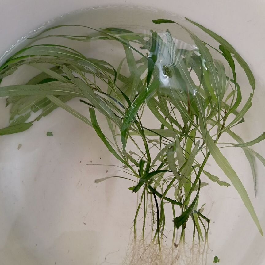 Аквариумные растения