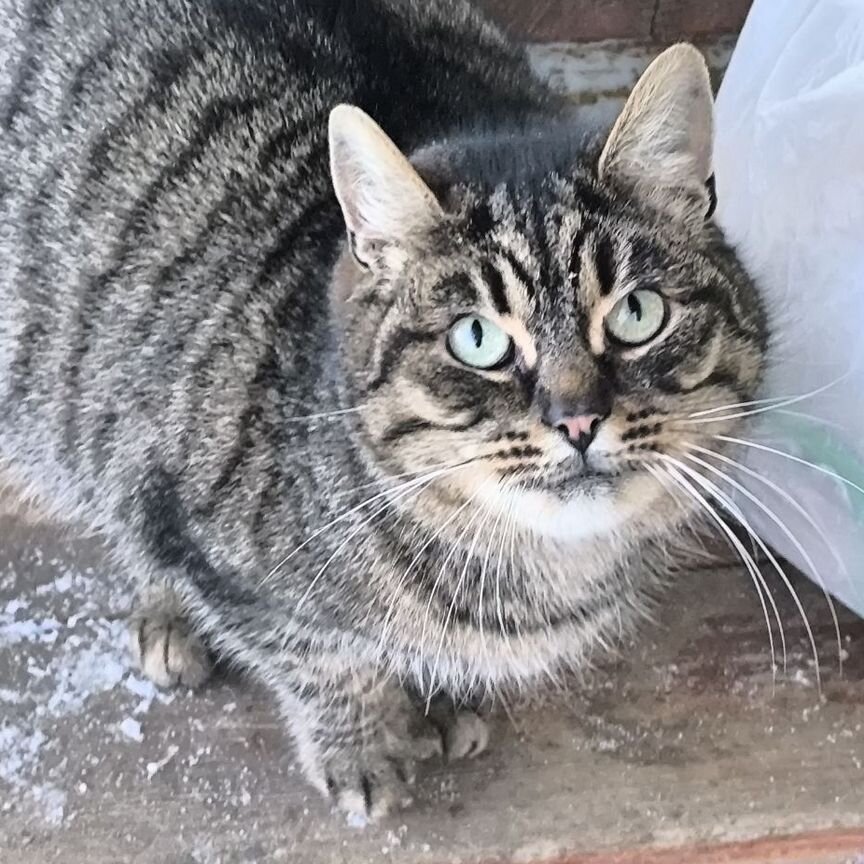 Взрослая, кошка в добрые руки