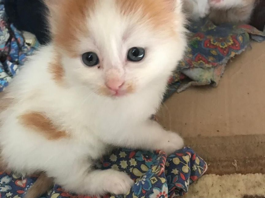 Котята в добрые руки