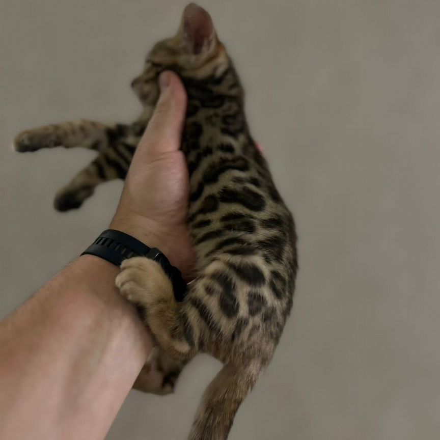 Бенгальские чистокровные котята