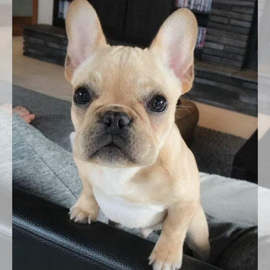 Французский бульдог, щенок