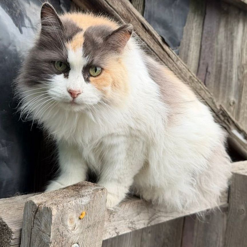 Взрослая, кошка в добрые руки