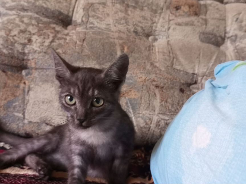 Отдам котенка в добрые руки