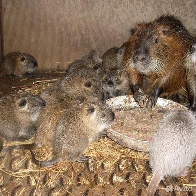 Нутрия на разведение