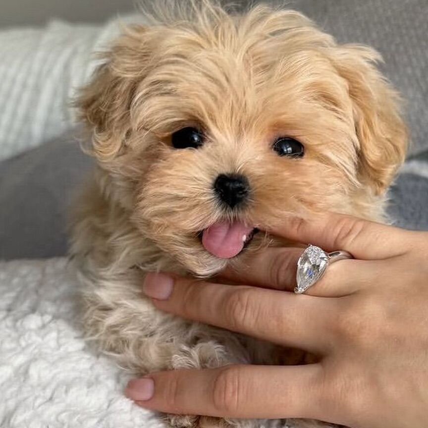 Мальтипу, щенок