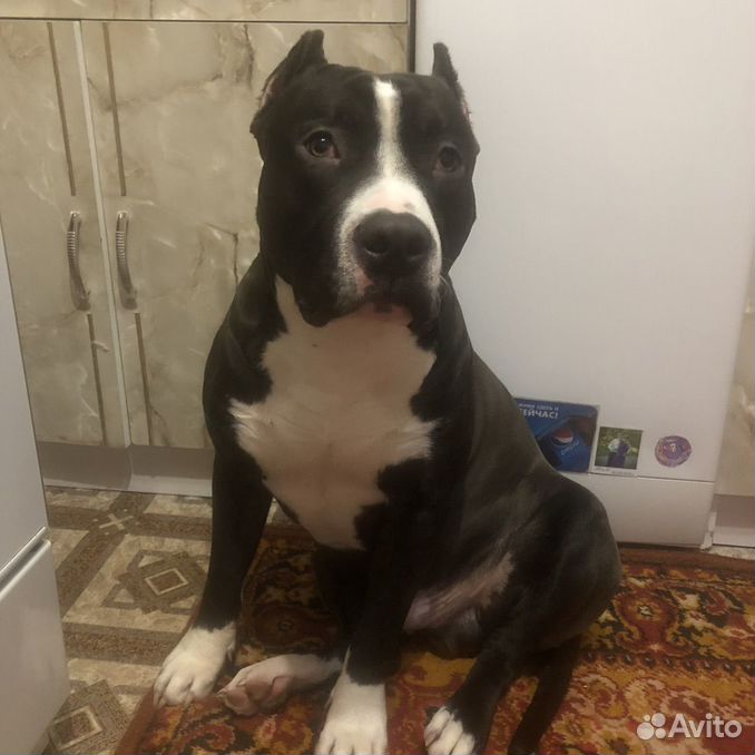 Вязка американский стаффорт