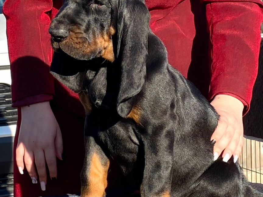 Енотовая гончая