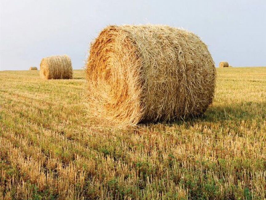 Продам сено, солома в рулонах