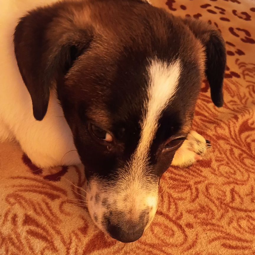 Джек-рассел-терьер, щенок