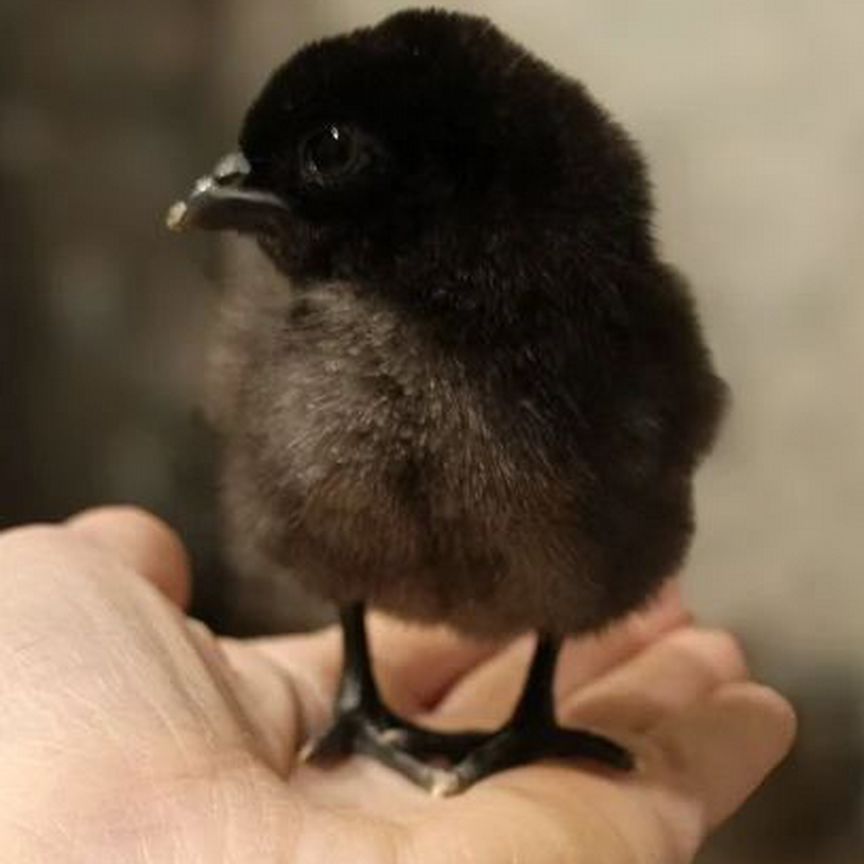 Цыплята помесные