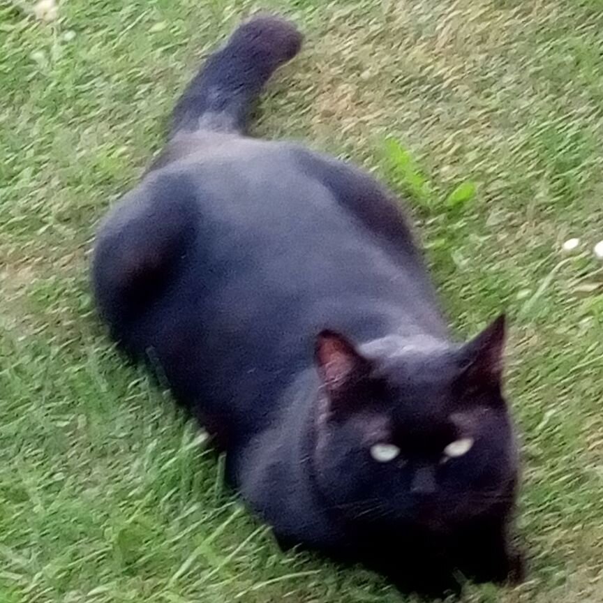 Котик в добрые руки бесплатно мальчик