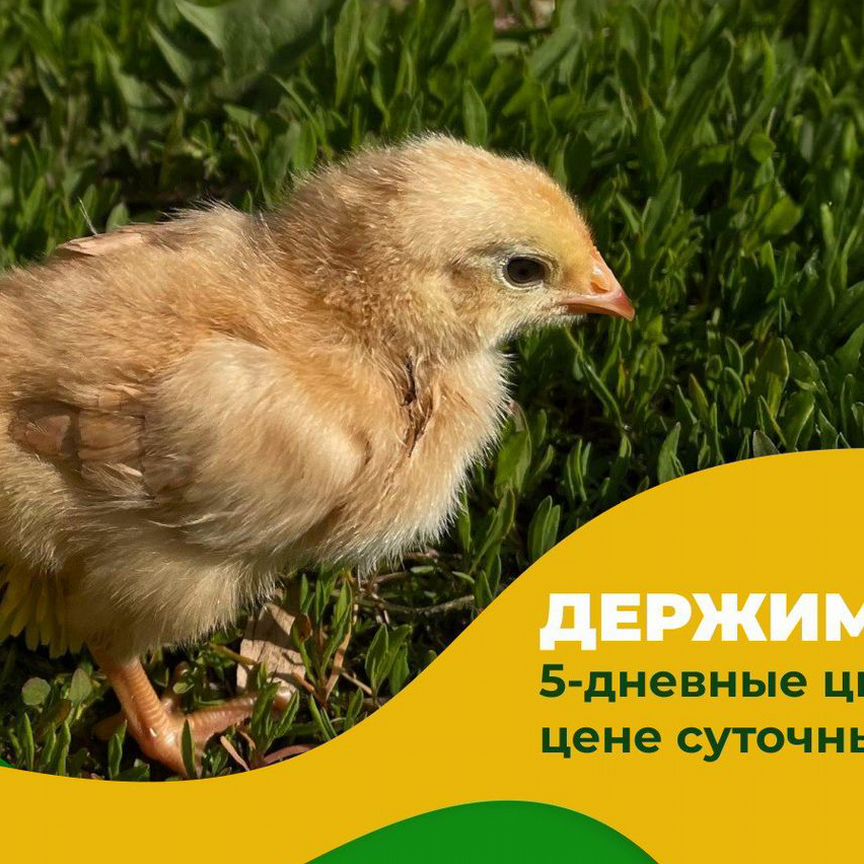 Цыплята Редбро