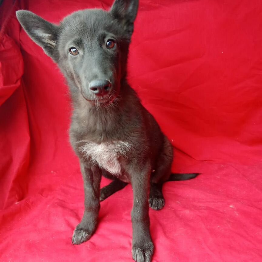 Щенок в добрые руки