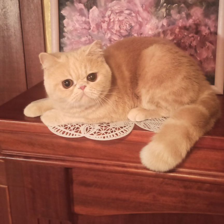 Экзотическая кошечка