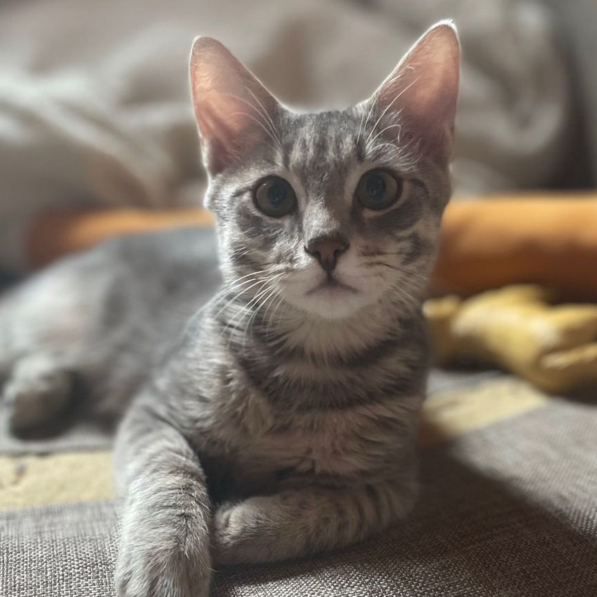 Потерялся кот