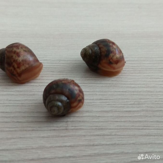 Детёныши улитки Ахотин