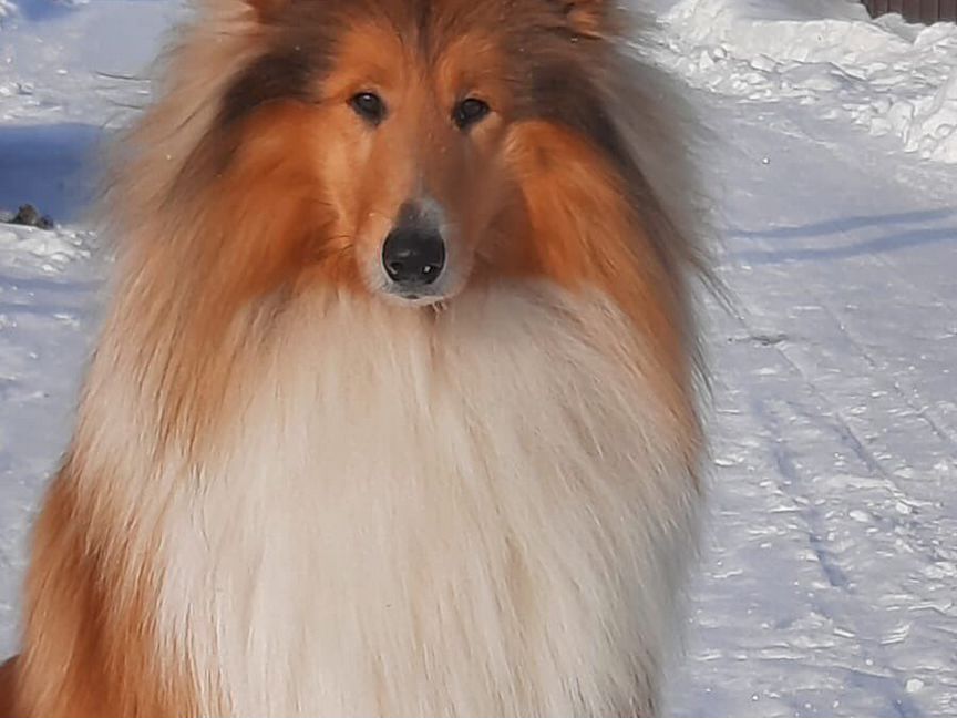 Колли длинношёрстный вязка