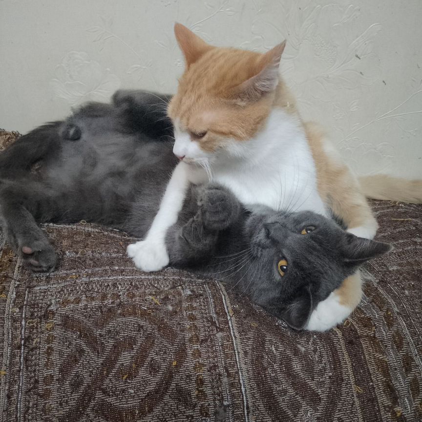 Кошки в добрые руки бесплатно