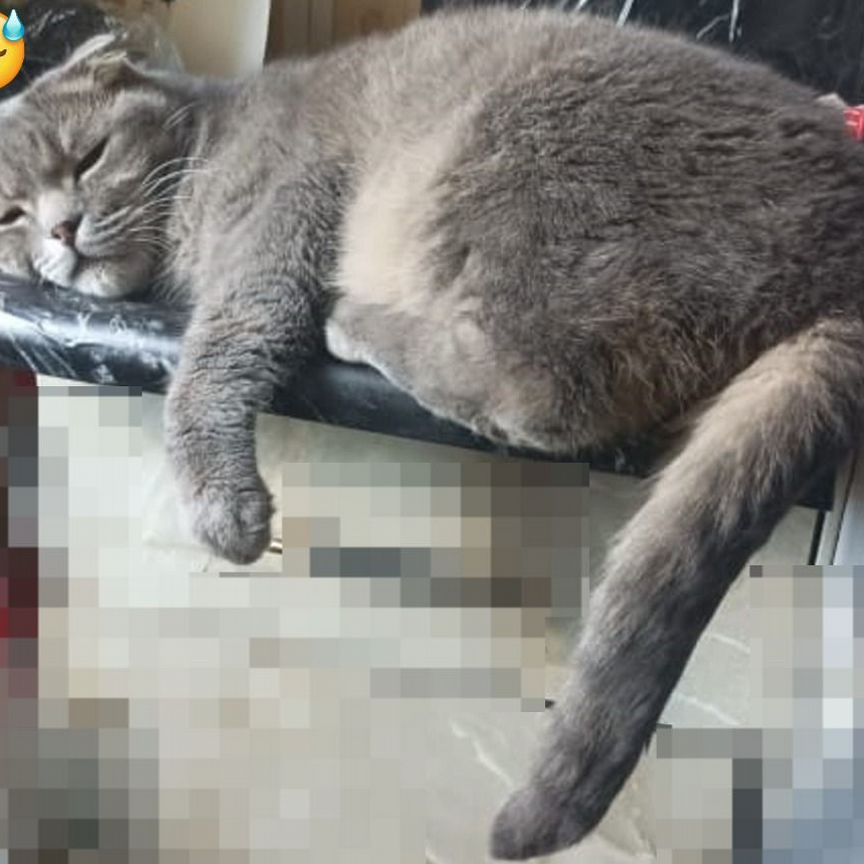 Отдам в добрые руки 2 котов, оба кастрированные