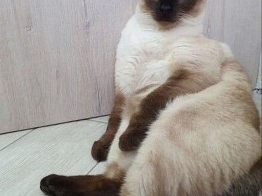 Кошка Меконгский бобтейл