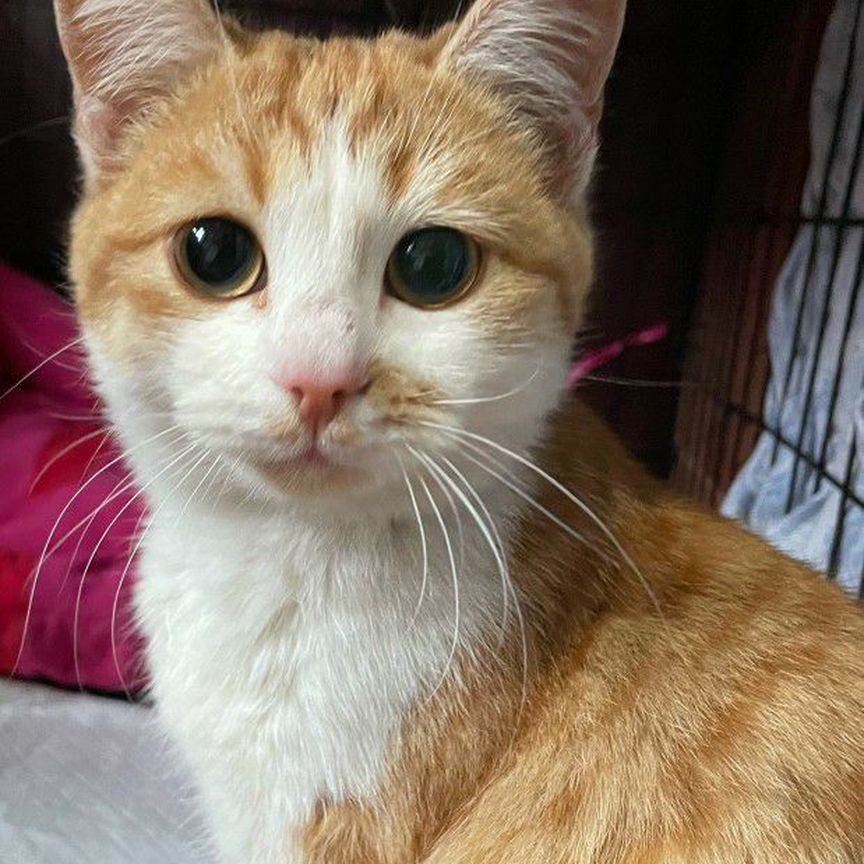 Ласковый котенок в поисках семьи