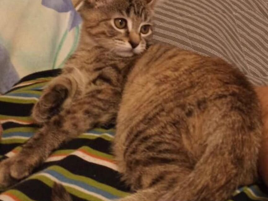 Котенок девочка в добрые руки