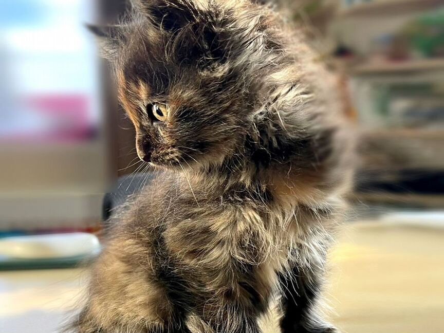 Очаровательный котенок в добрые руки