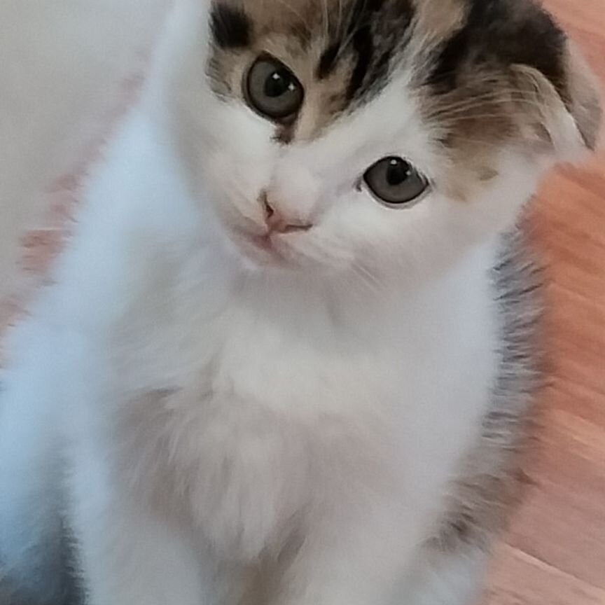 Вислоухая кошка