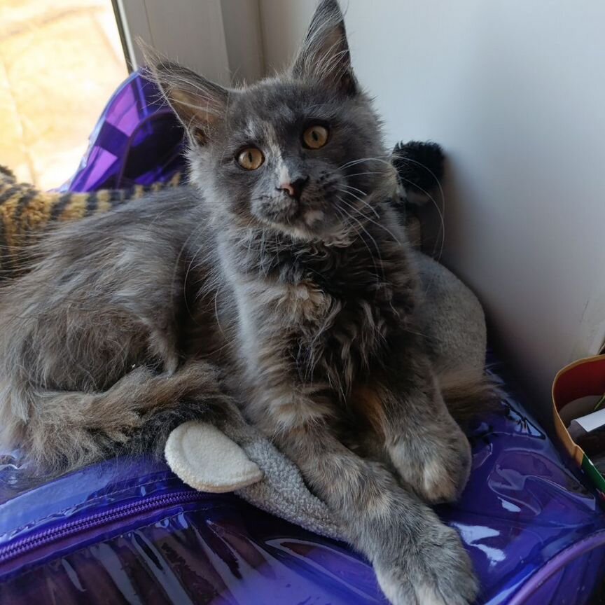 Мейн-кун котёнок