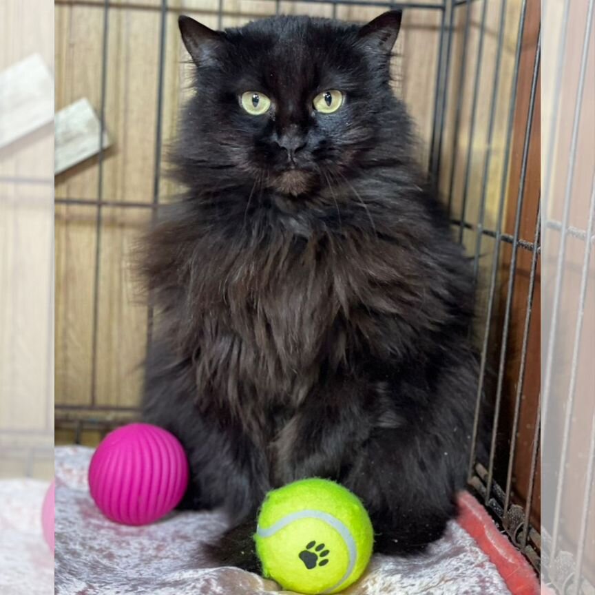 Взрослая кошка в добрые руки