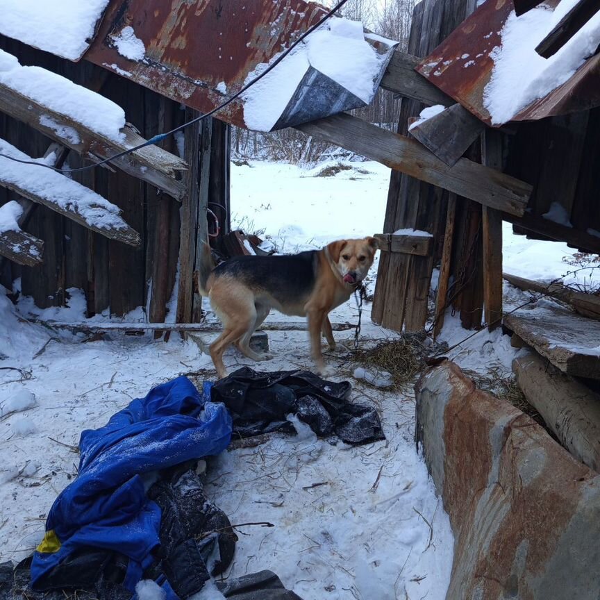 Пес остался один