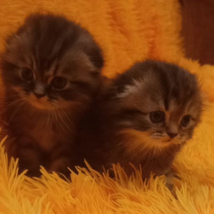 Шотландский вислоухий длинношёрстный котёнок