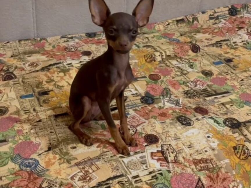 Подрощенная тоечка