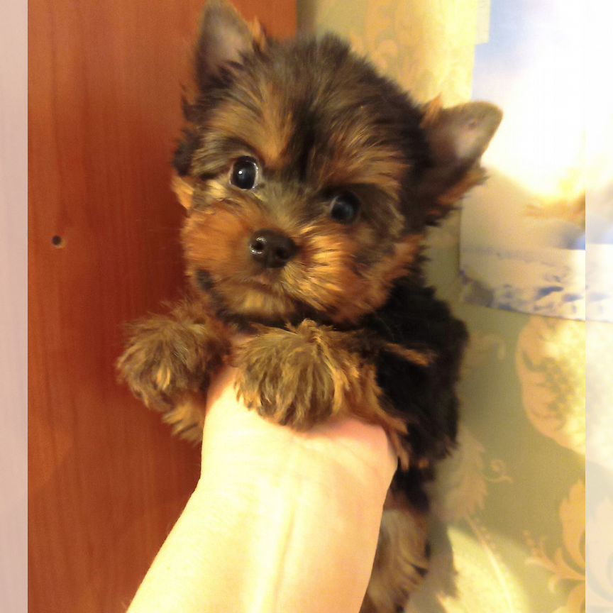 Йоркширский терьер, щенок