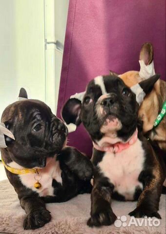 Малыши пупсы