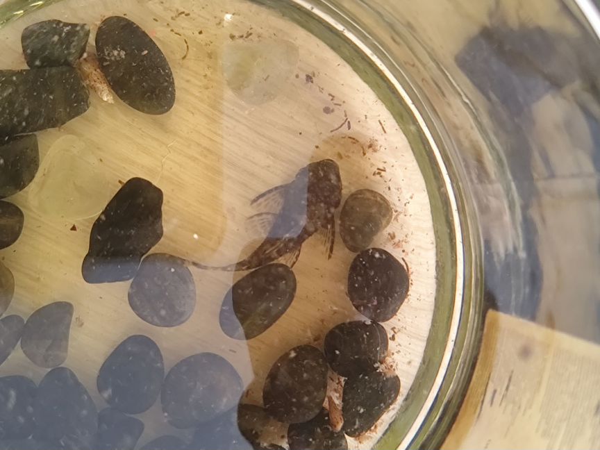 Сом анциструс