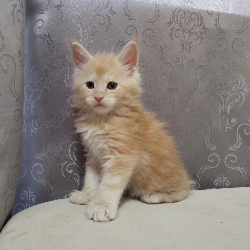 Котята мейн-кун