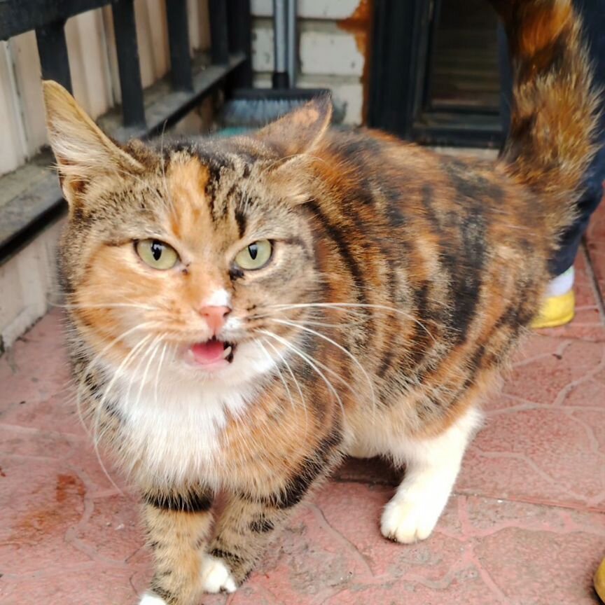 Кошечка Черепаховая