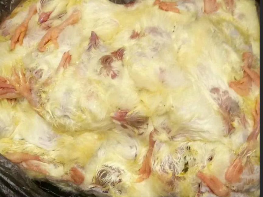 На корм животным суточные цыплята заморозка