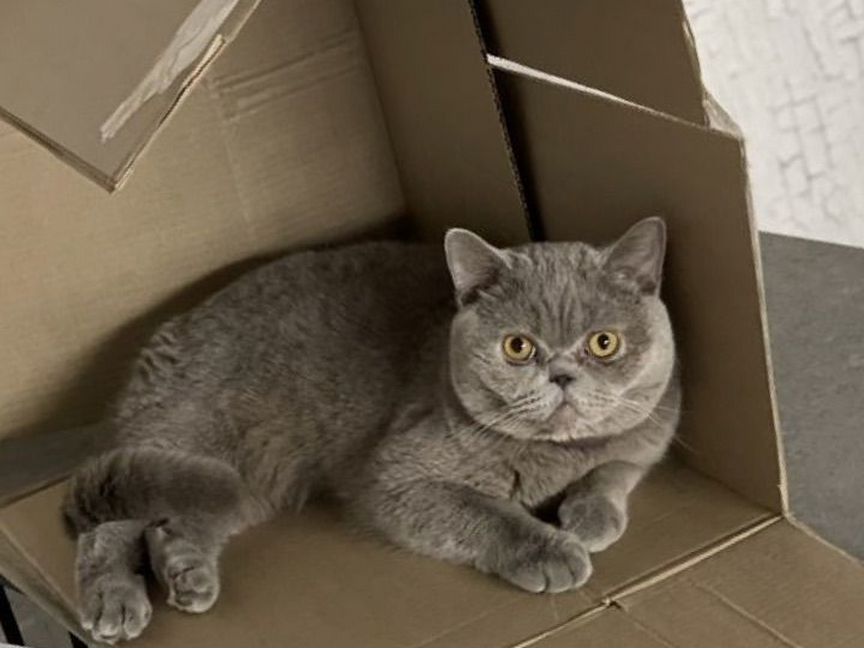 Шотландский лиловый кот (1,5 года)